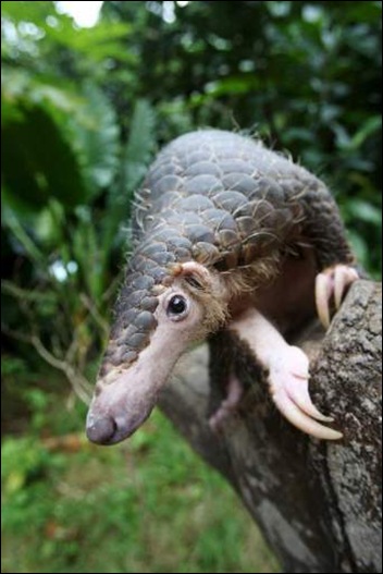...A VERY FAIRY GARDEN...: ~ Pangolins